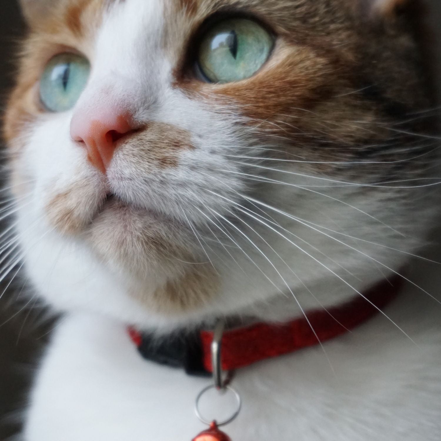 Ancol Cat Collars for Safety and Style | Breakaway and Reflective Opti ...