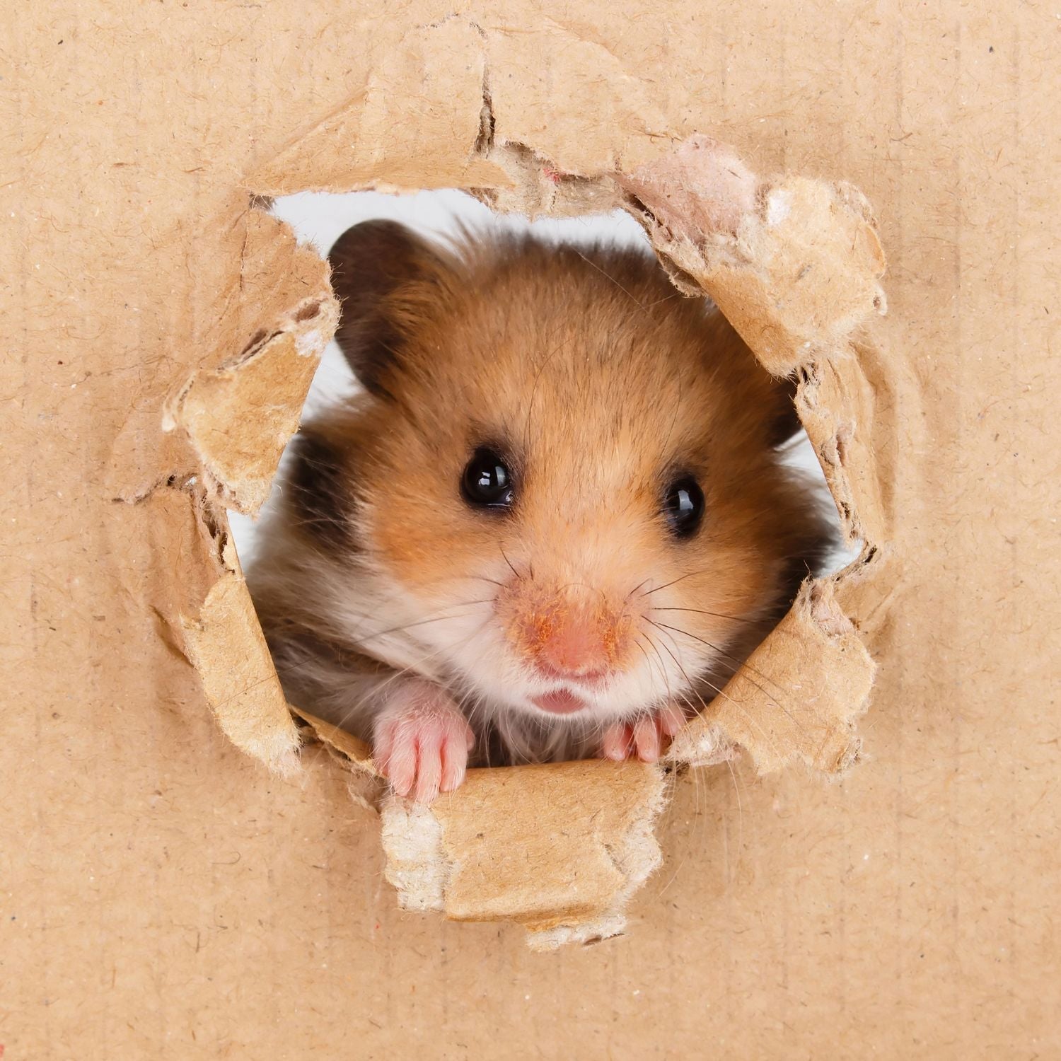 Hamster Supplies Ireland & UK | Cages, Food & Bedding | Pet Connection ...