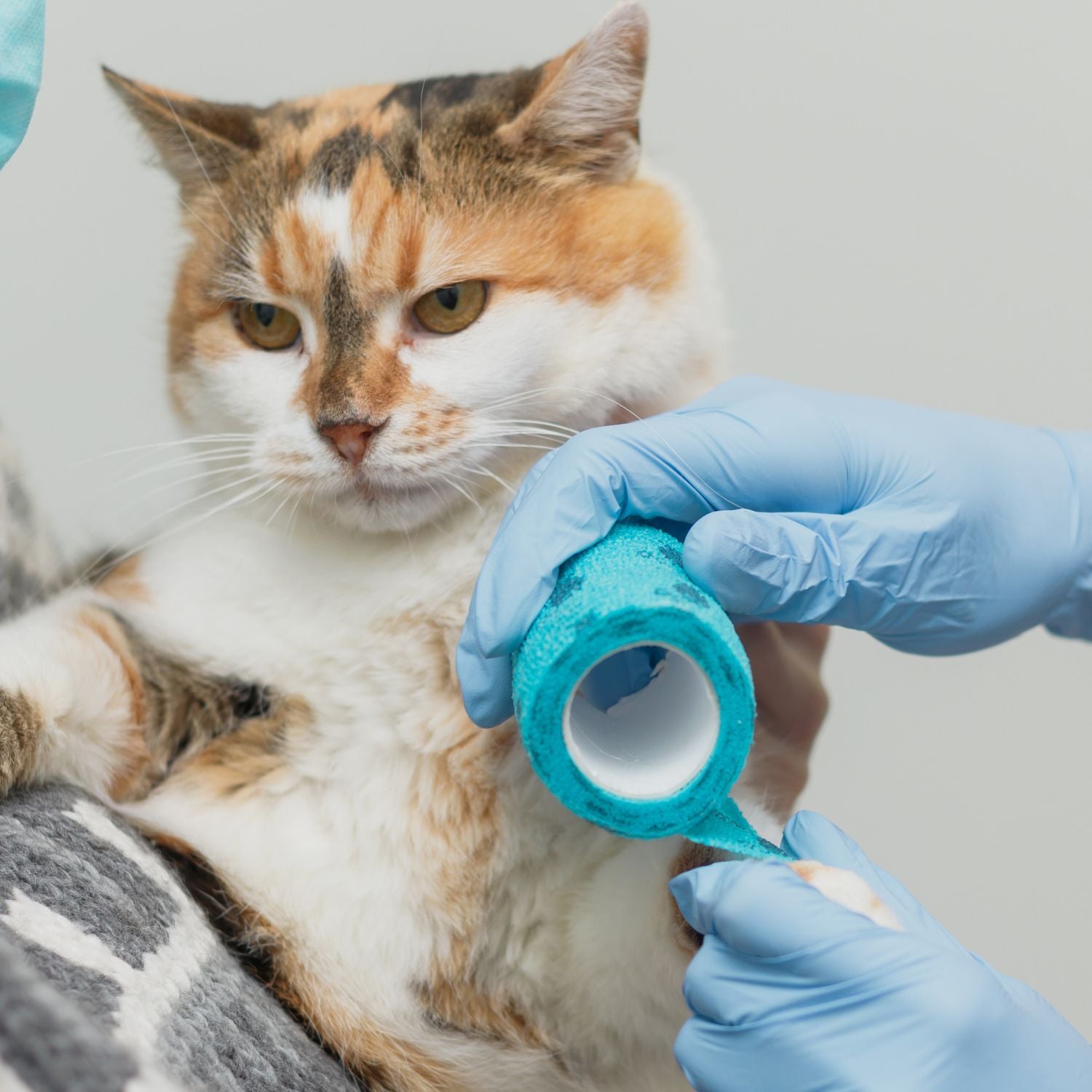 Cat First Aid Ireland & UK | Treat Minor Injuries, Cuts & Bites | Pet ...