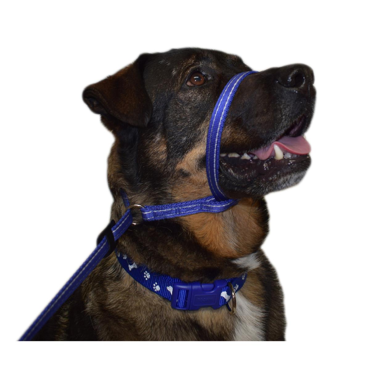 Dog Collars, Harnesses & Leads Ireland & UK | Control & Comfort | Pet ...