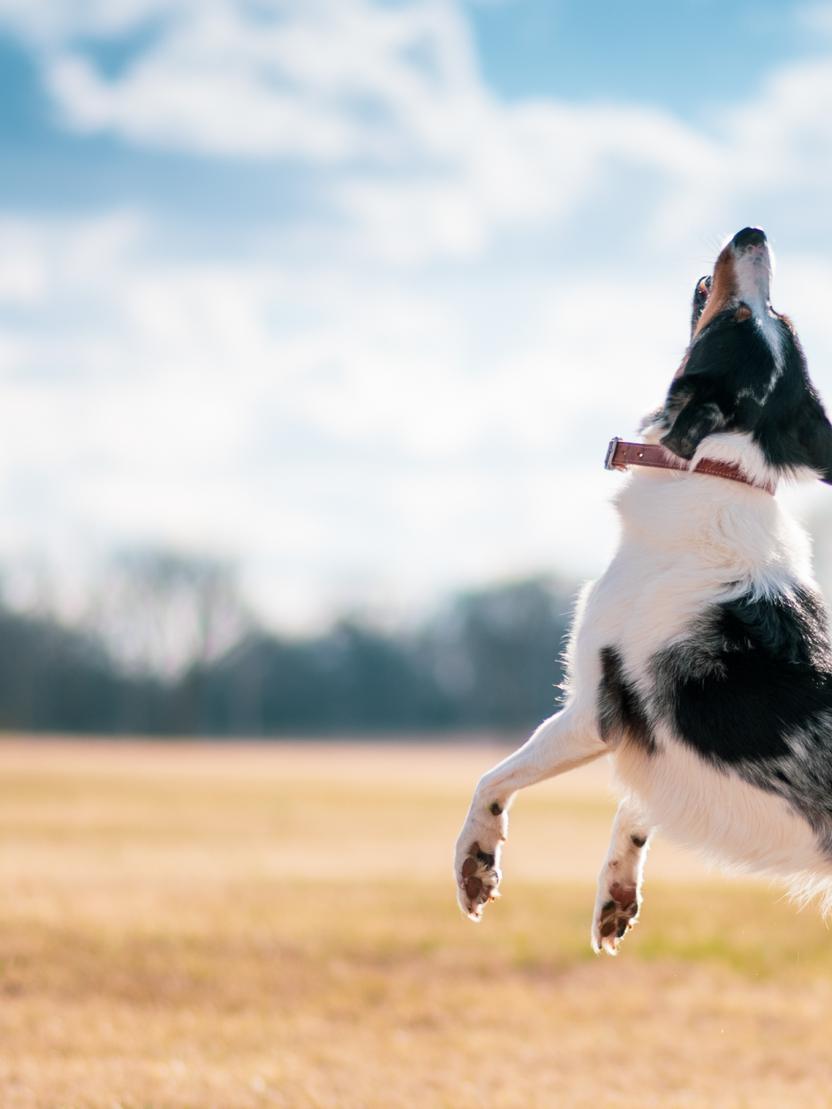 Pet Connection: Online Pet Shop Food, Supplies & Healthcare ...